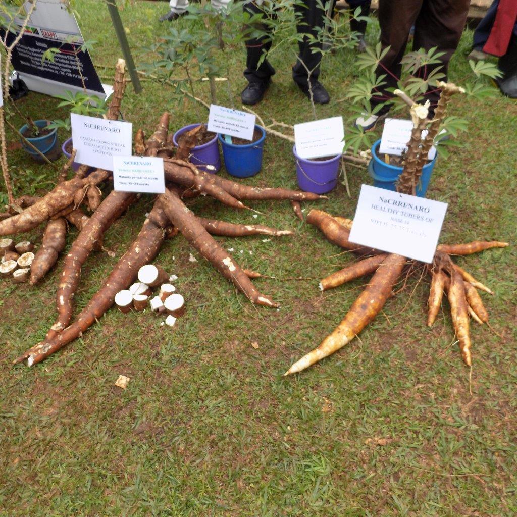 Breeders to develop new cassava varieties in five years – sciencenowMag